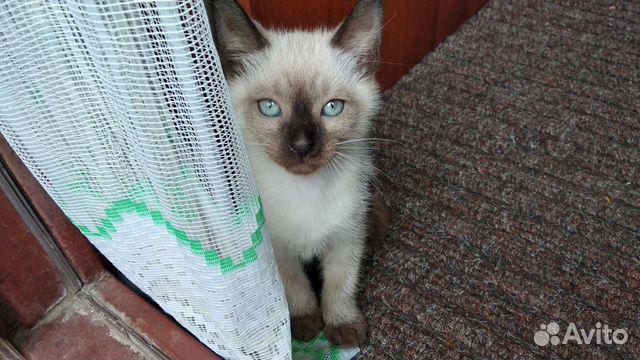 Тайская кошка (котенок) 2 месяца