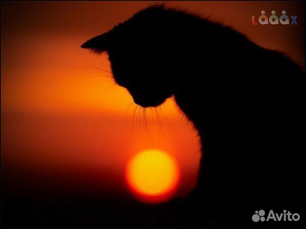 Бесплатно котята мышеловы в заботливые руки