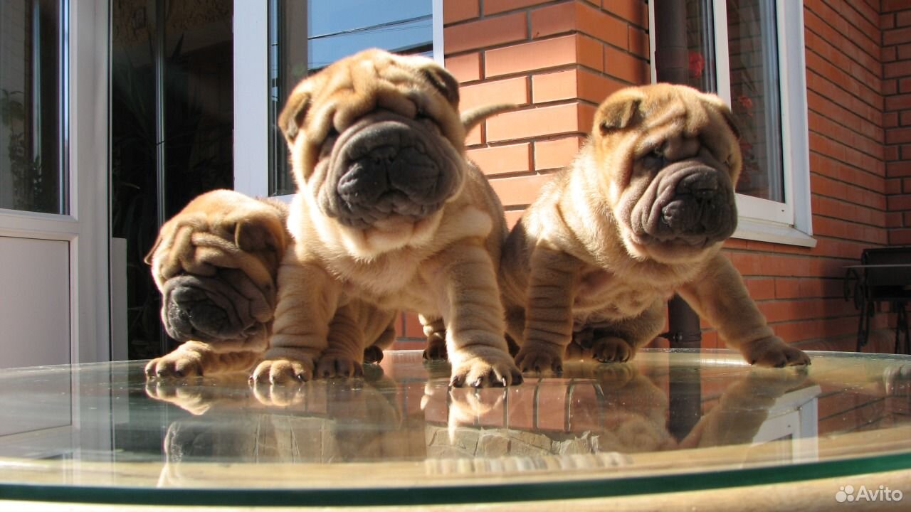 Щенки шарпея