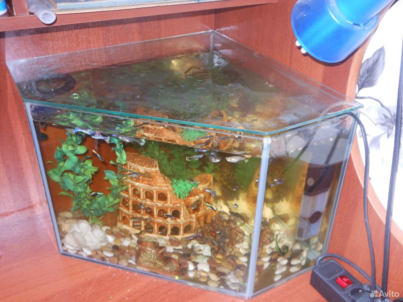 Аквариум угловой + всё что внутри