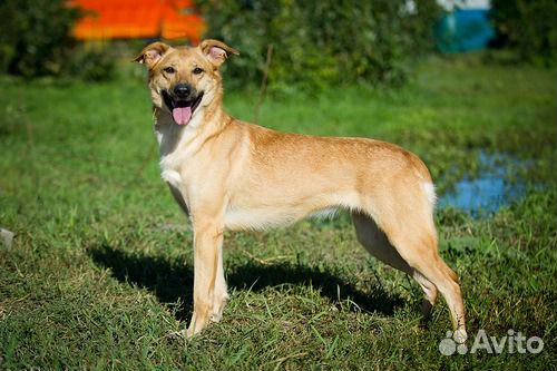 Золотая девочка ищет дом