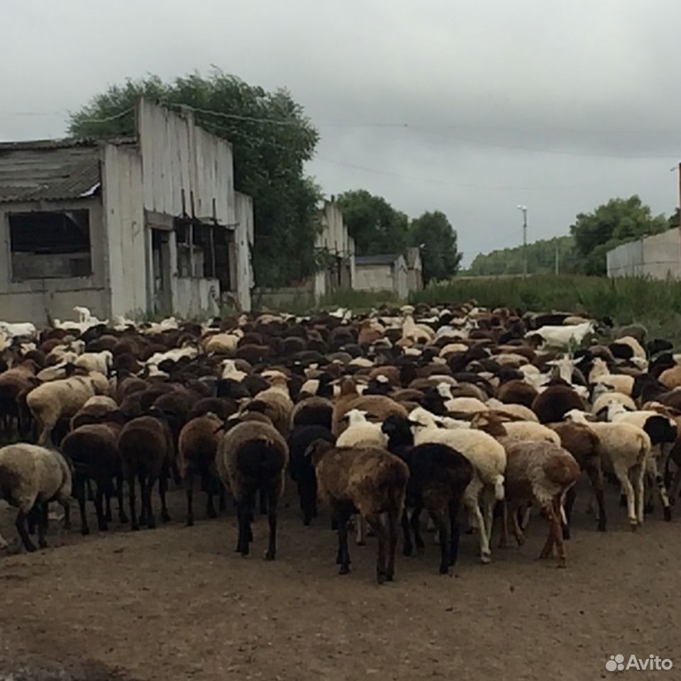 Домашнее хозяйство бычки, бараны, овцы, коровы