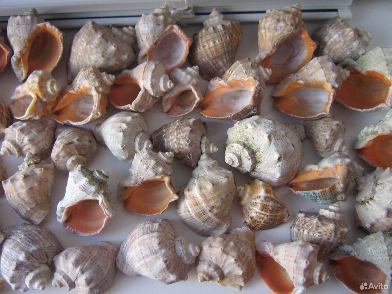 Ракушки для аквариума