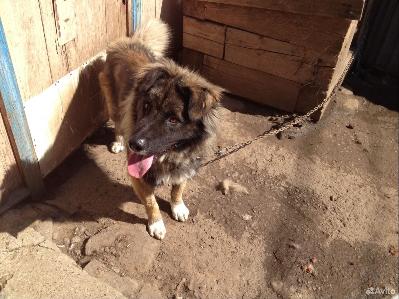 Собака помесь авчарки, кавказец, азиат
