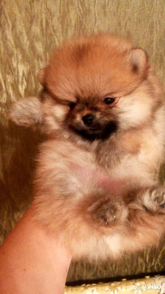 Померанские шпицедетки