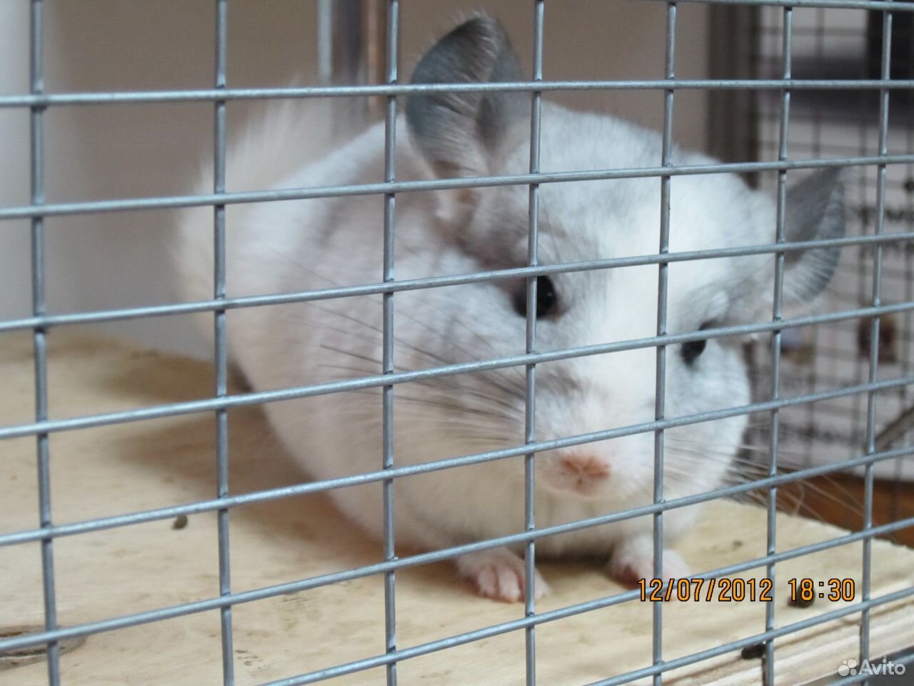 Шиншиллы стандарные и цветные