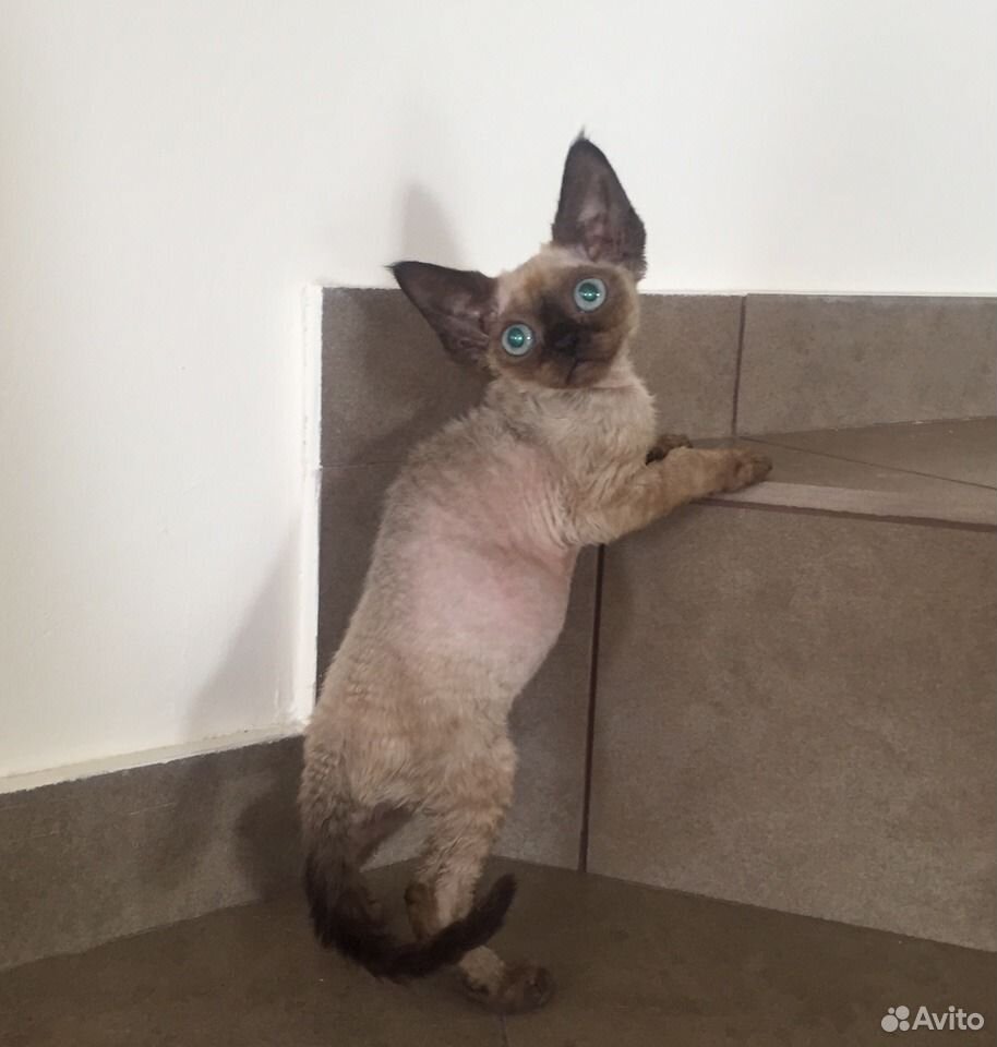 Кошечка девон рекс- Минковая Барышня