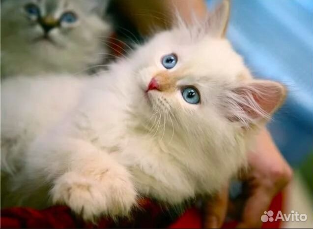 Самый ласковый котенок в питомнике с док-ми