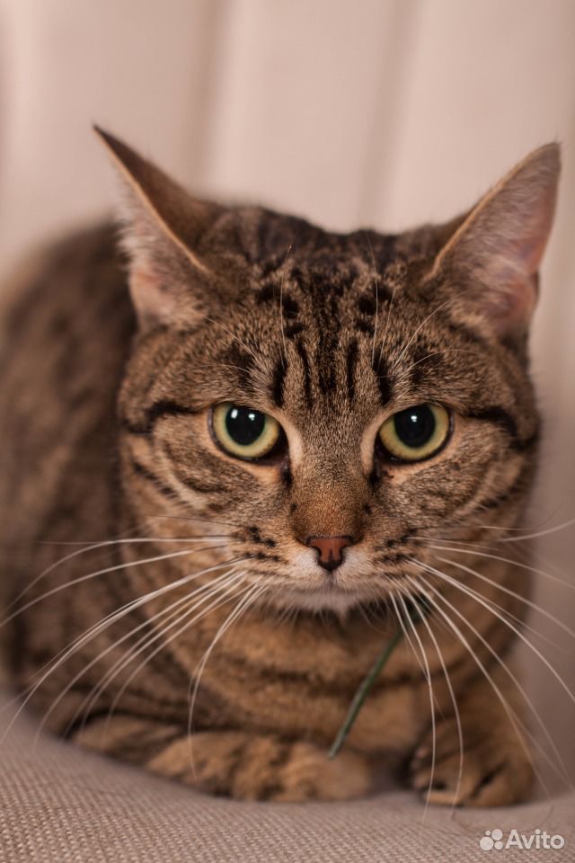 Вьюша - кошечка для особенных людей. В добрые руки