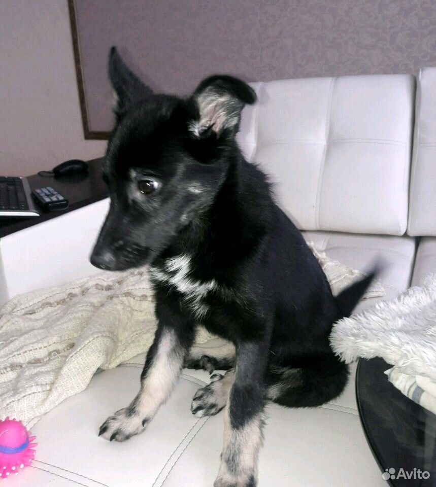 Овчаристый малыш 3мес в дар