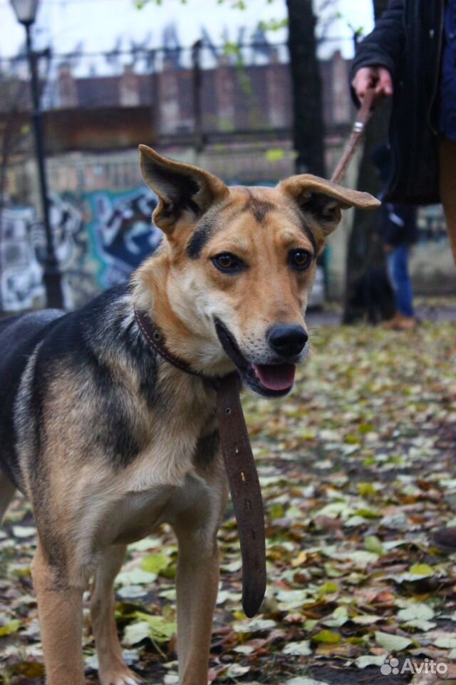 Резвый и активный Бемби ищет дом