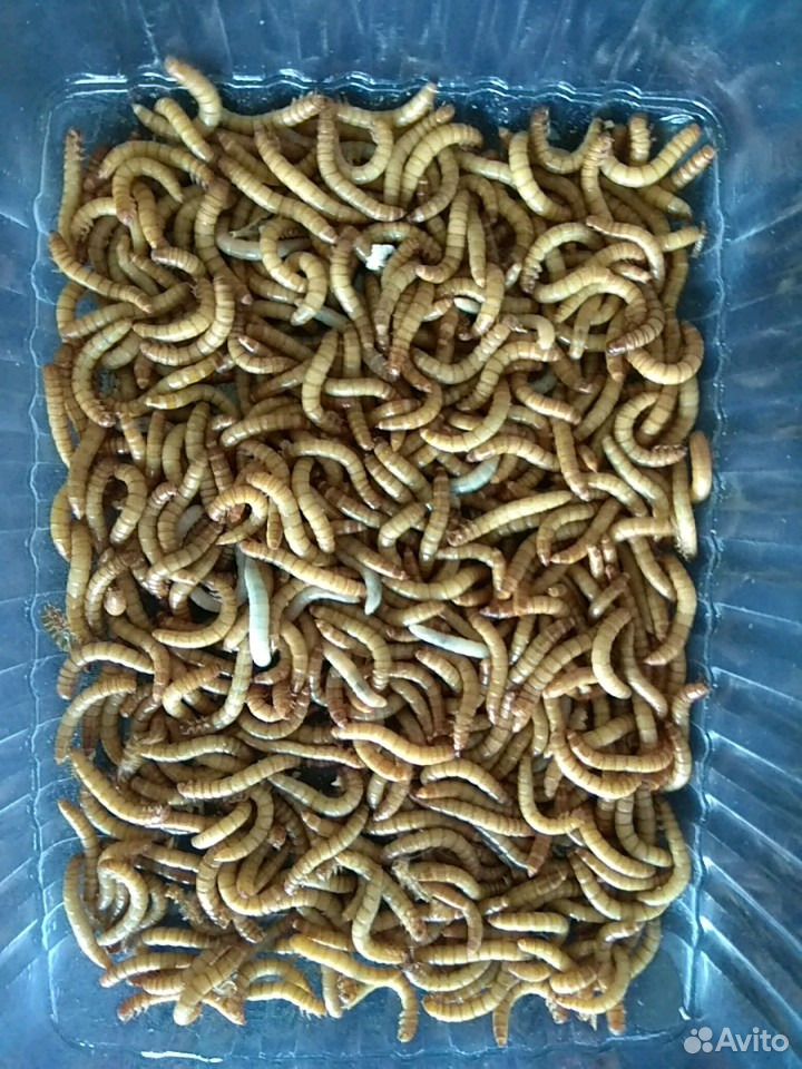 Мучной червь