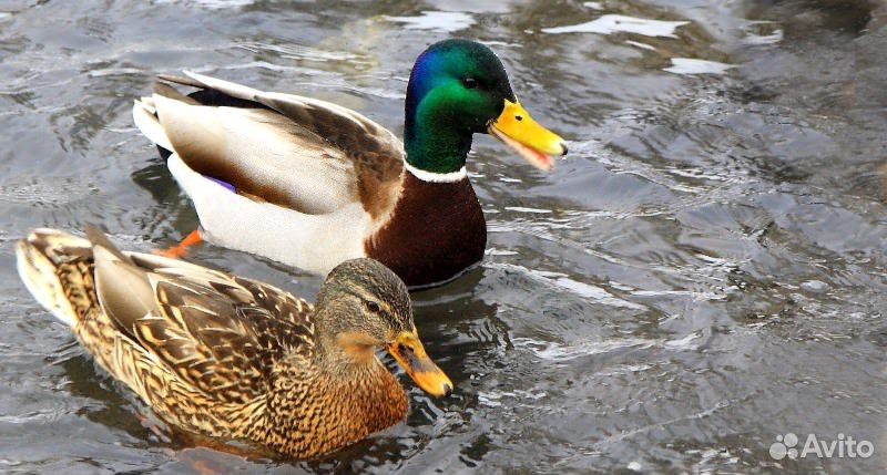 Подсадная утка