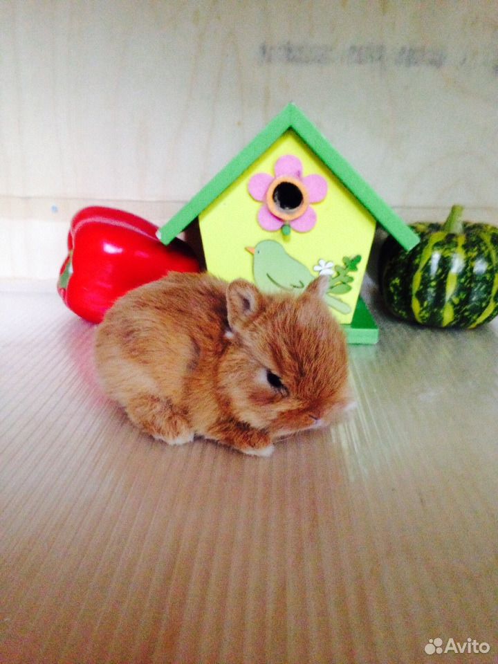 Цветные карлики