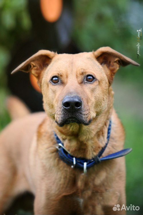 Красивый и серьёзный пес-защитник в дар