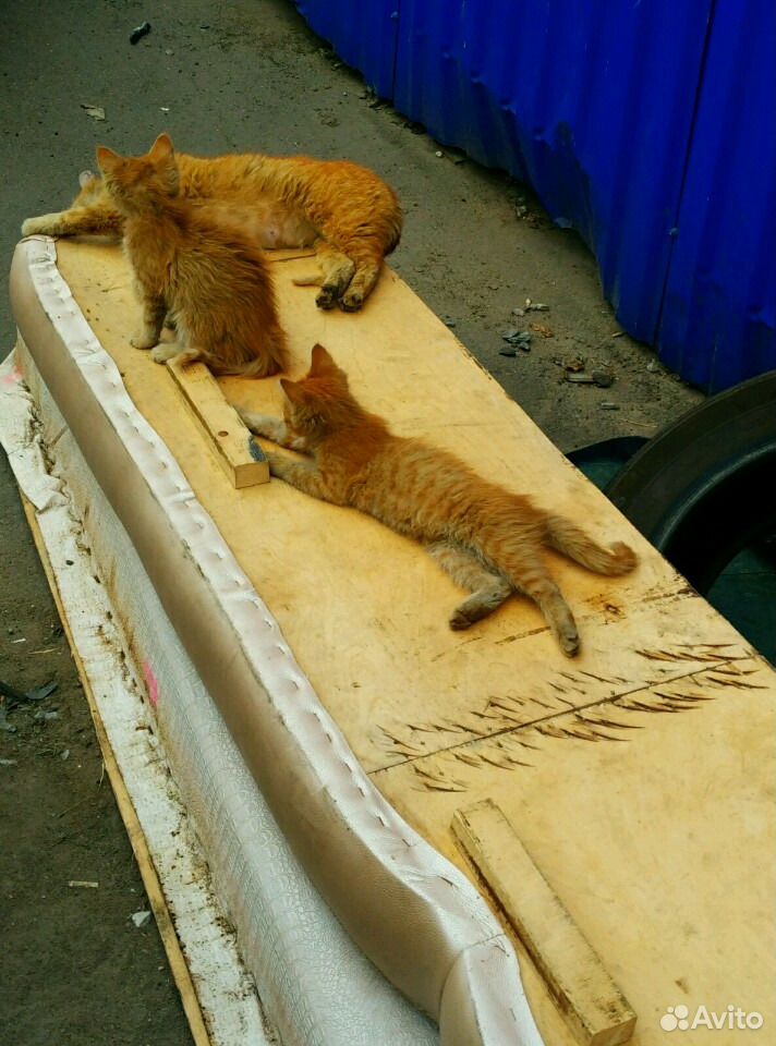 Котенок рыжий полосатый