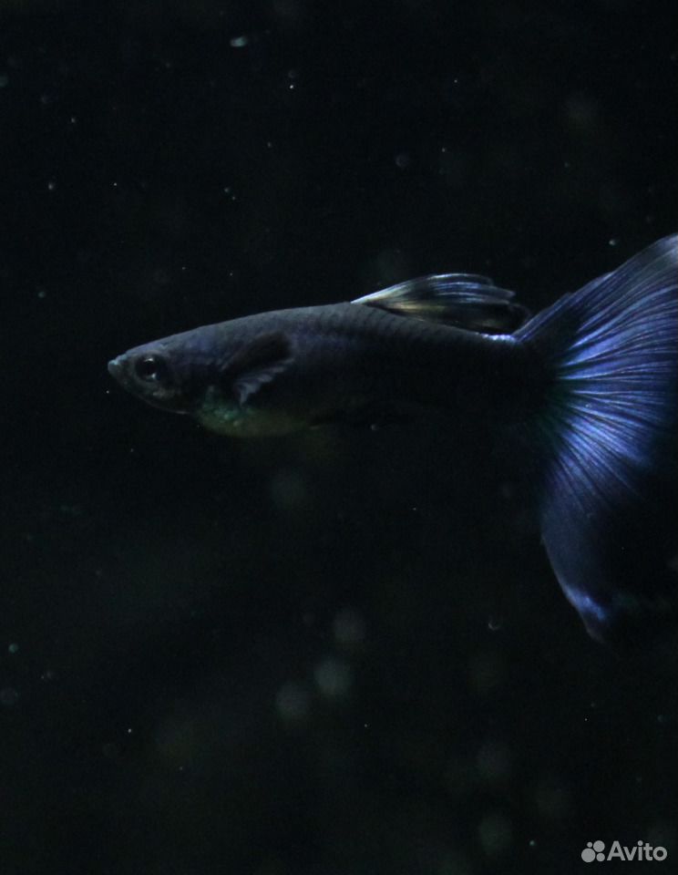 Расформировываю Аквариумы. Гуппи