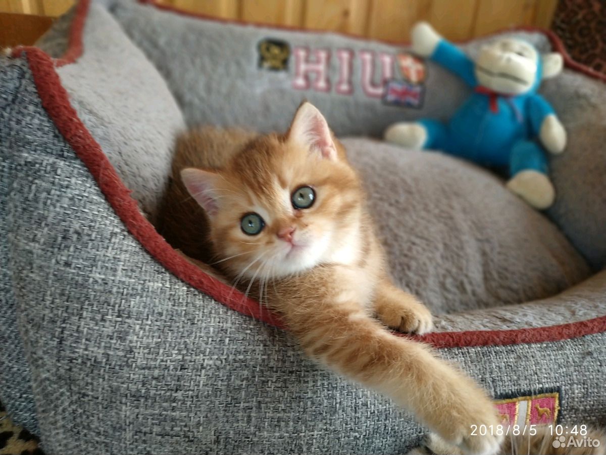 Британский котик