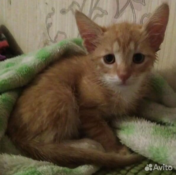 Котёнок девочка