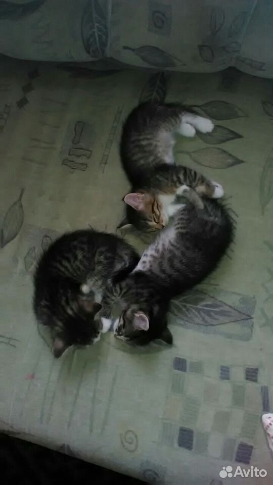 3 кота. нет, 2 кота и одна кошечка