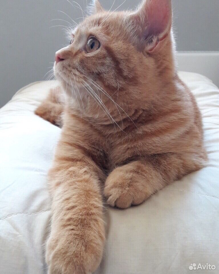 Кот, британец