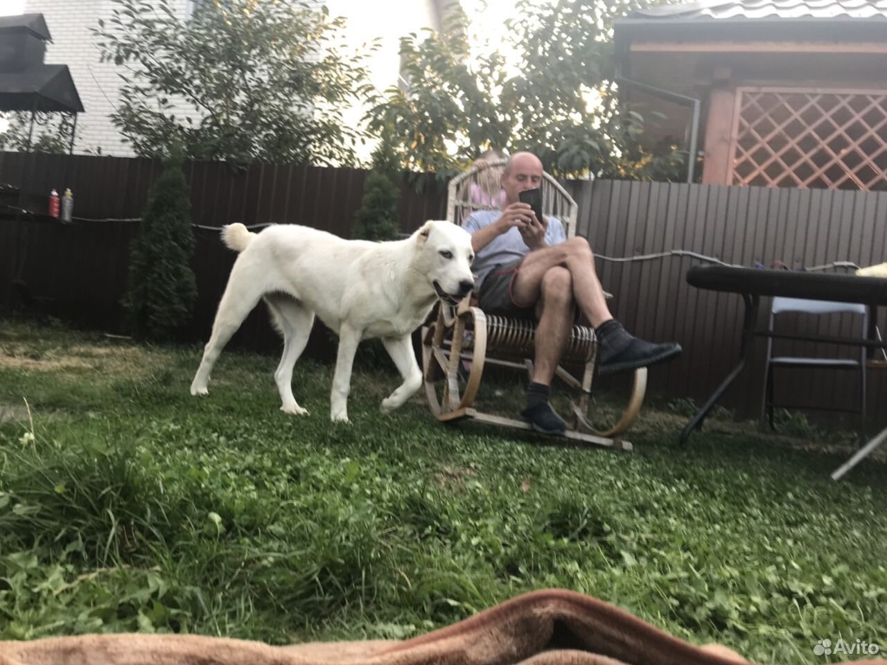 Щенок сао (алабай)