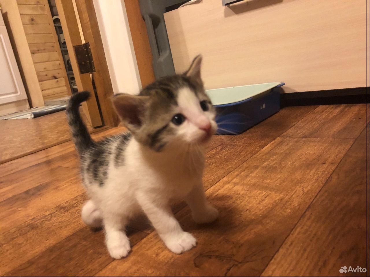 Котёнок 5 недель