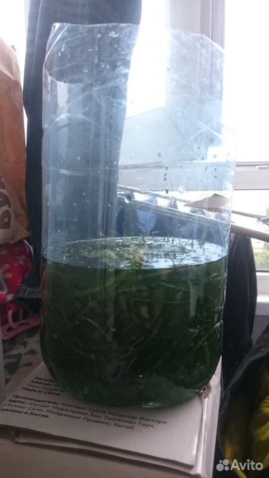 Бесплатно элодея и валлиснерия после прополки