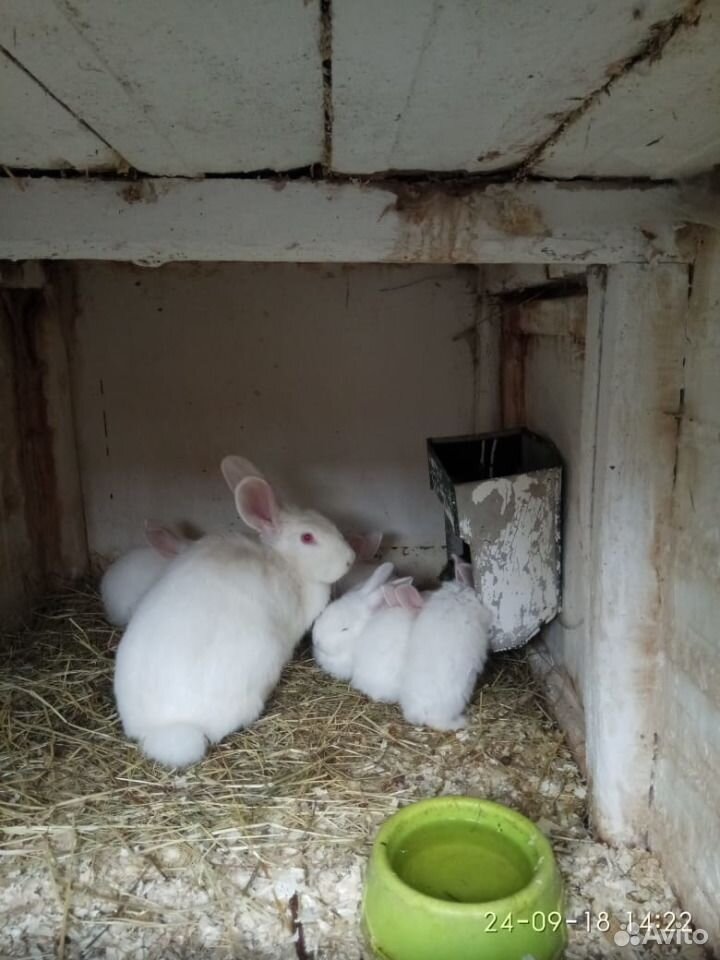 Морские свинки, кролики, шиншилла