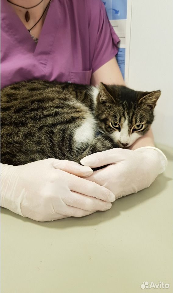 Хромоногий кот Лёня ищет хозяина