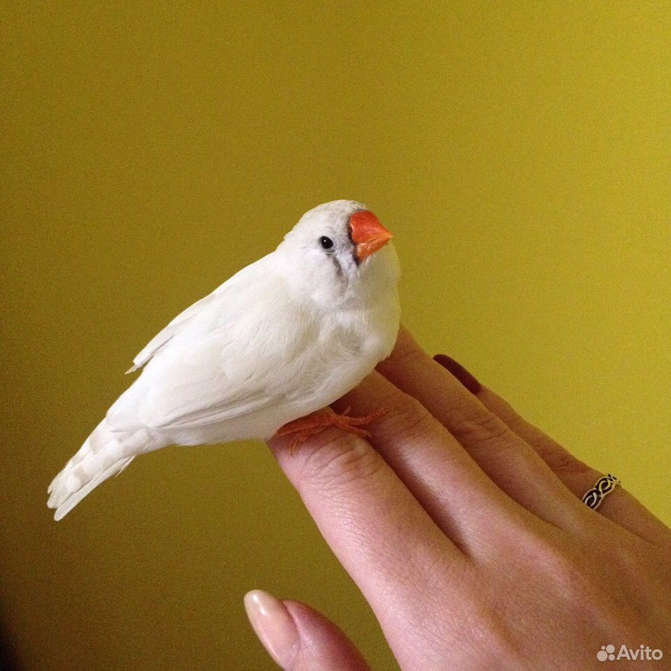 Белая самка амадины