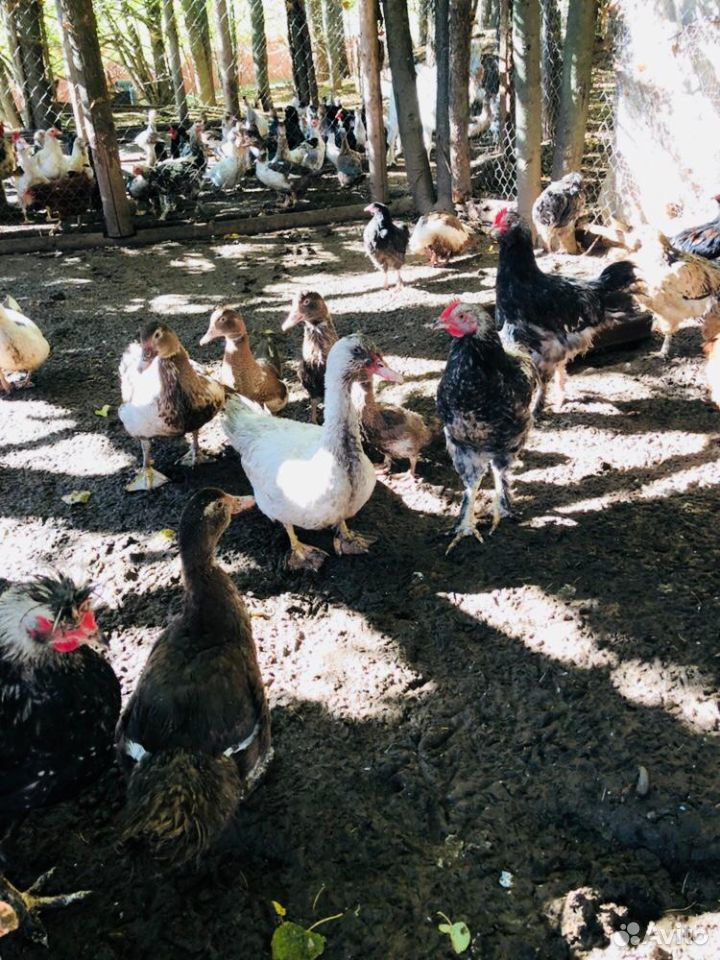 Индоутки домашние