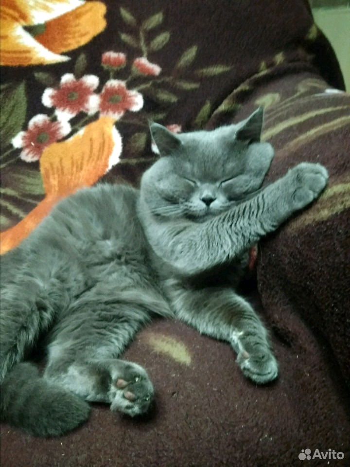 Приглашает котик на вязку кошечку