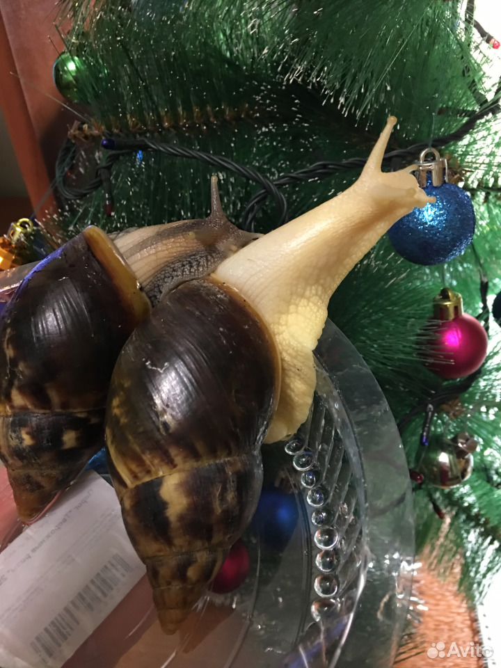 Ахатины улитки