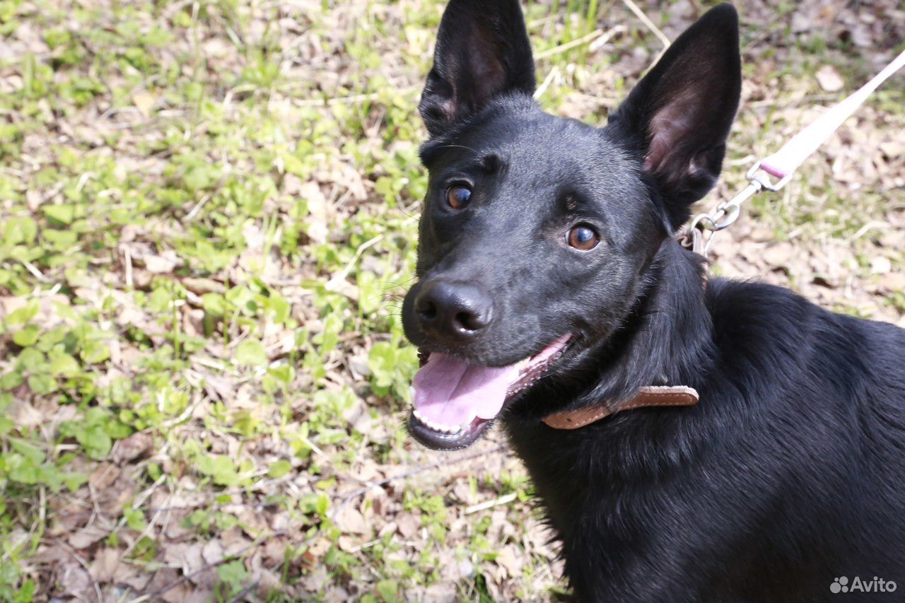 Трогательная Бонни ищет дом