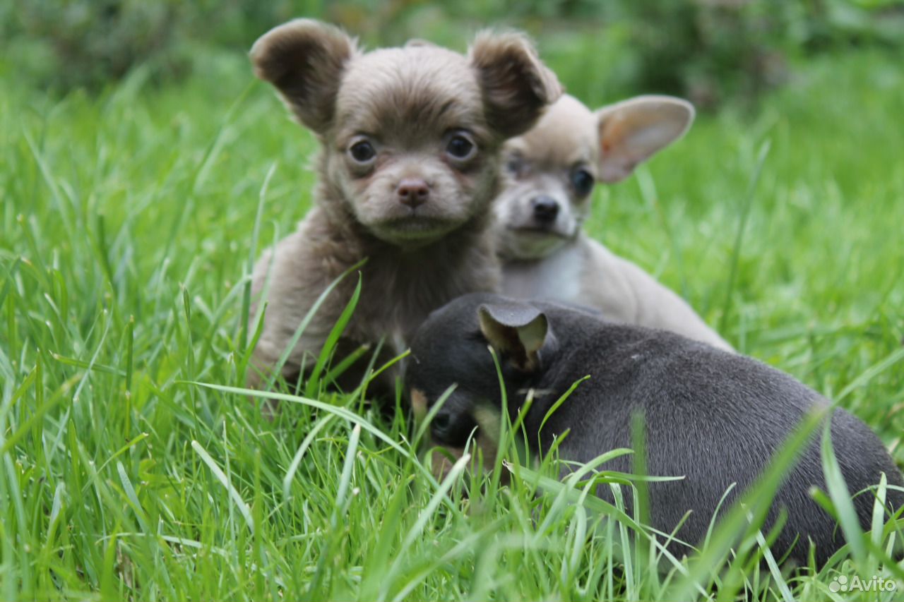 Чихуахуа, шпицы, йоркширский терьер