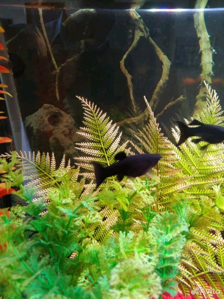 Рыбки маллинезии и другие