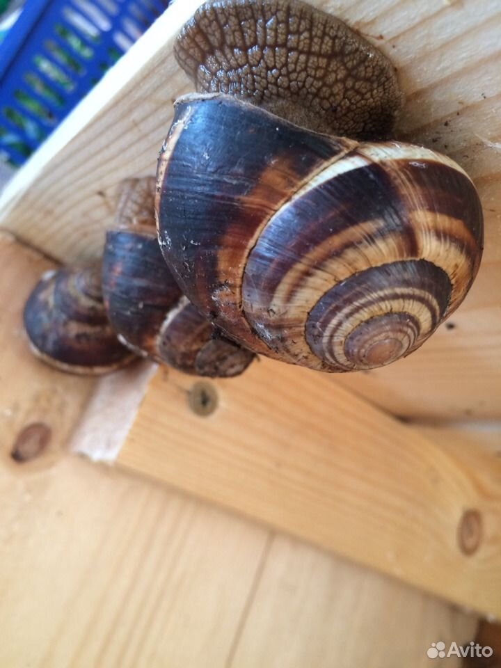 Виноградные Улитки helix