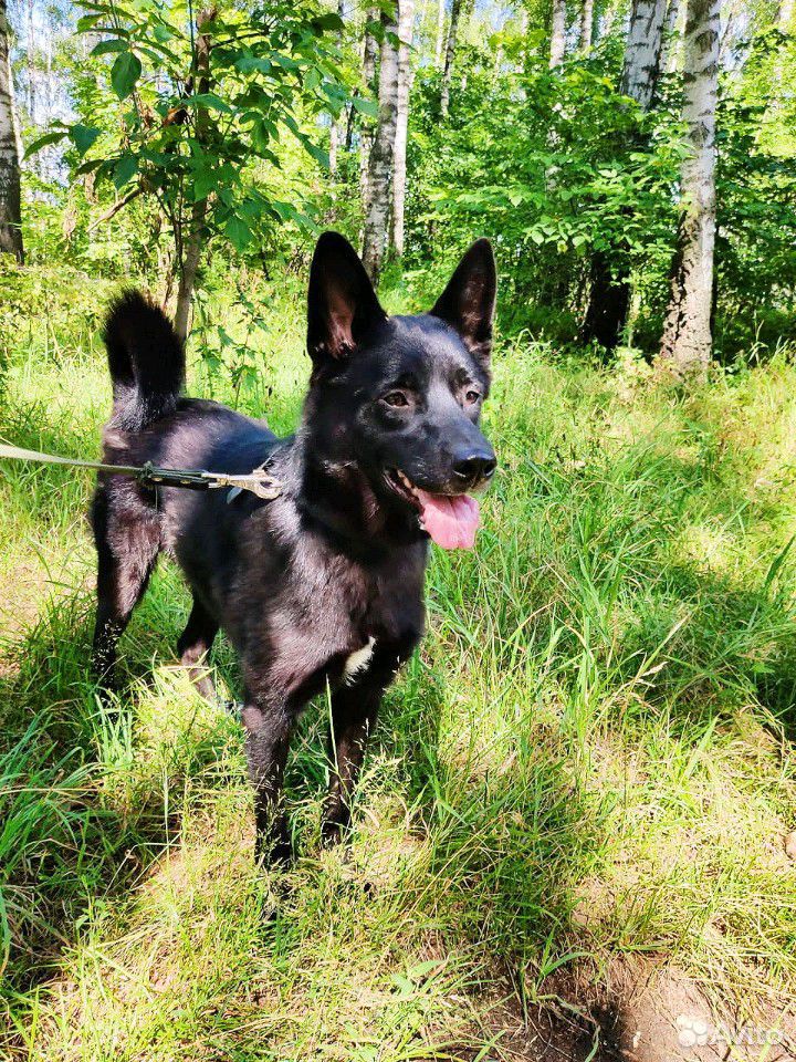 Черная собака в добрые руки