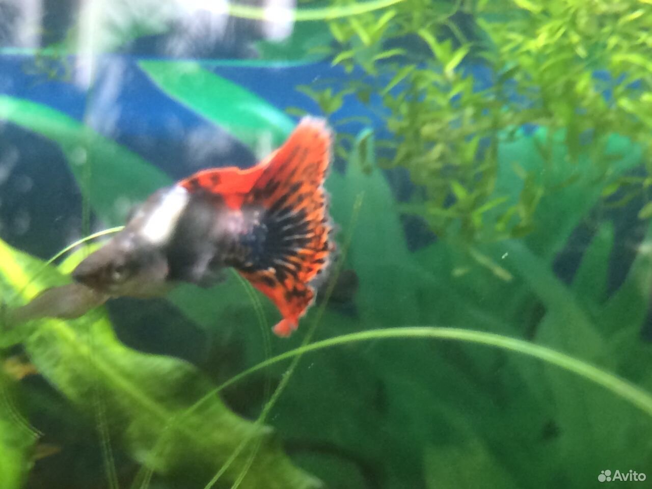 Гуппи слоновье ухо ассорти