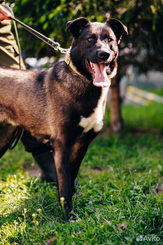 Боб в добрые руки