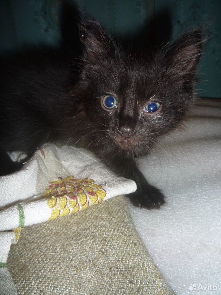 Отдадим котят от сибирской кошки в хорошие руки