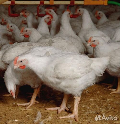 Живой броллер кобб-500
