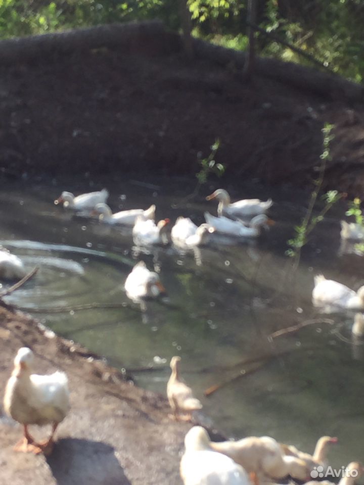 Утки Агидель