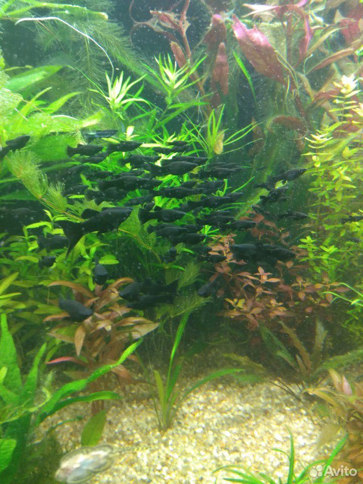 Моллинезии мальки,растения