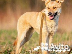 Зита -скромная, обаятельная, небольшая собачка