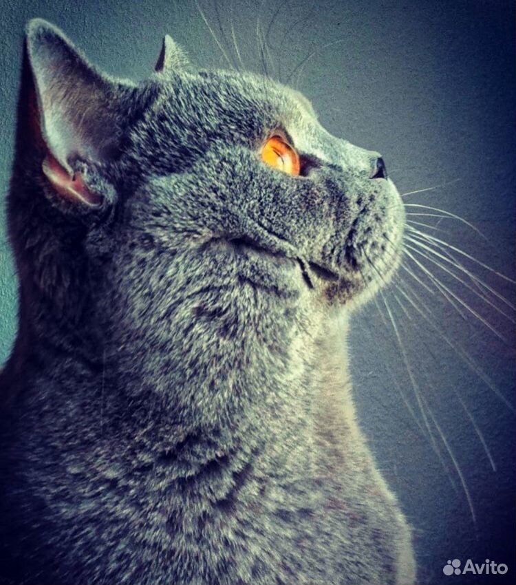 Дымчатый Британец ждёт кошечку на вязку