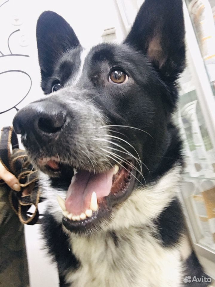 Собака в добрые руки