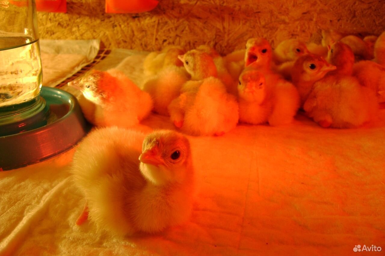 Индюшата Биг-6,Хайбрид-Конвертер запись на июнь