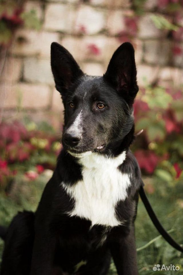 Арти - шикарный щенок-кобель ищет любимых людей